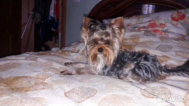 Йоркширский терьер мини беби фейс