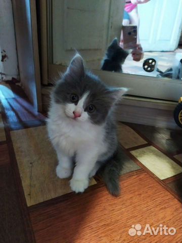 Котята