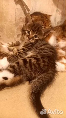 Котята шотландские