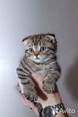 Шотландский вислоухий мальчик