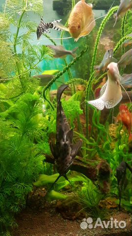 Аквариумные рыбки таракатумы