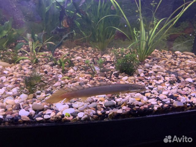 Рыбка каламоихт