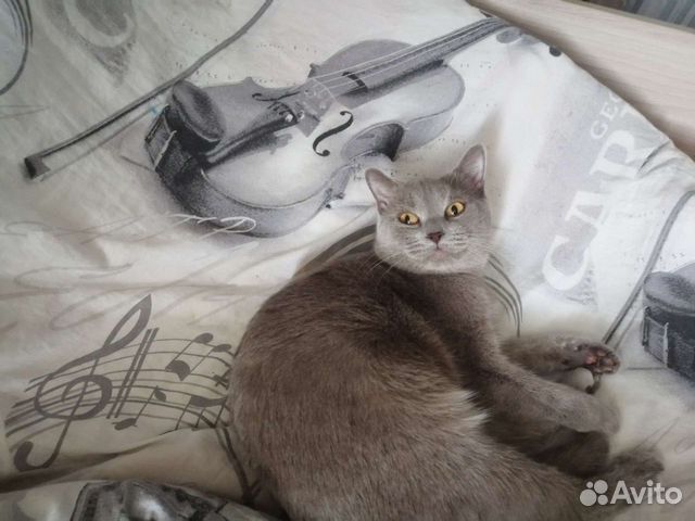 Пристрою кошечку