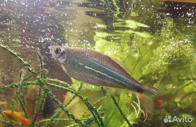 Данио Малабарский