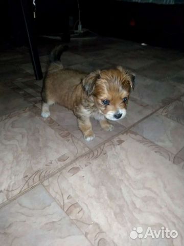 Собака маленькая порода