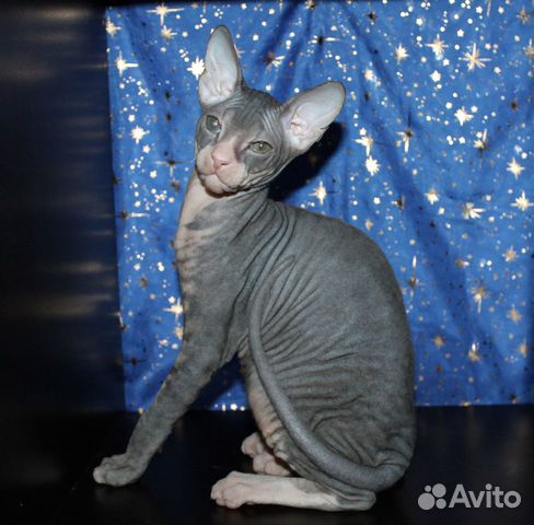 Украинский левкой (сфинксы)