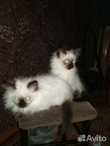 Гималайские котята