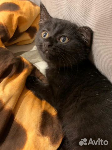 Очарование в добрые руки