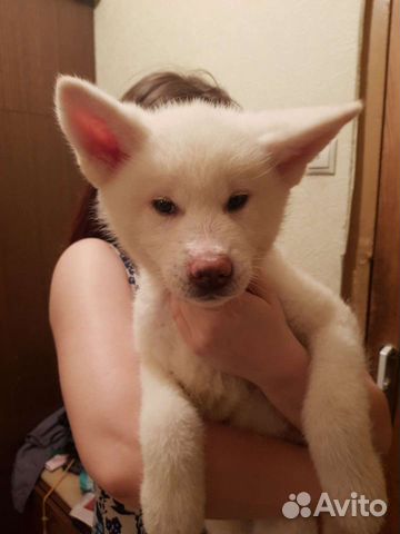 Собаки щенки