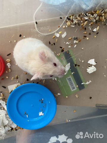 Хомяк в дар