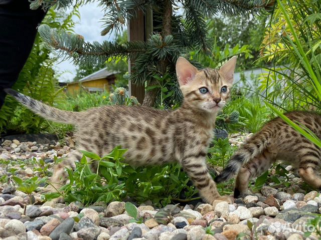 Бенгальские котята