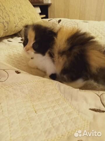 Веслоухий котенок трёх цветные мальчик очень редки