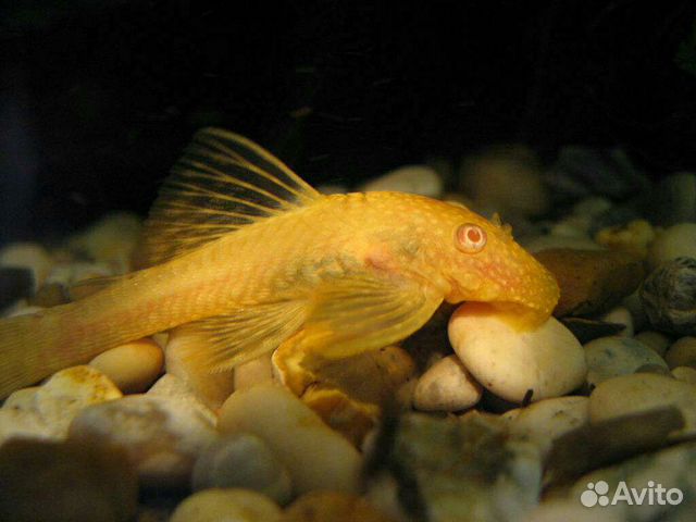 Анциструс сом золотой 1.5см