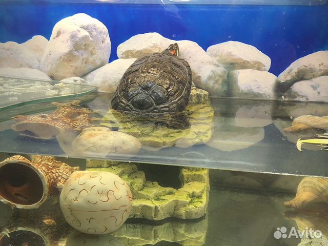 Аквариум и красноухая черепашка