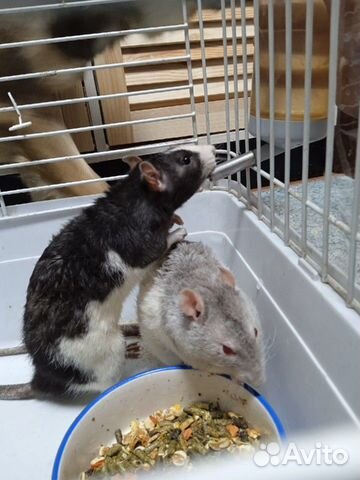Крысы с клеткой