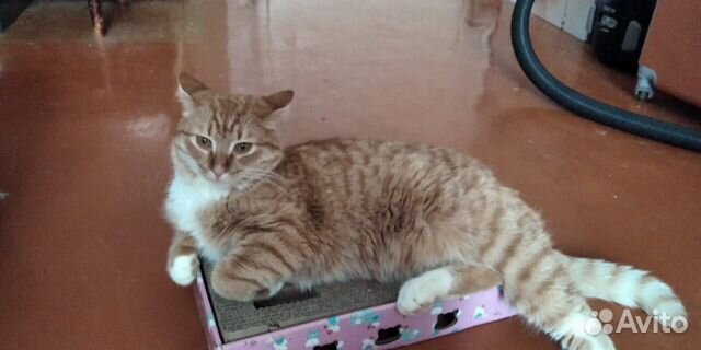 Котик в дар
