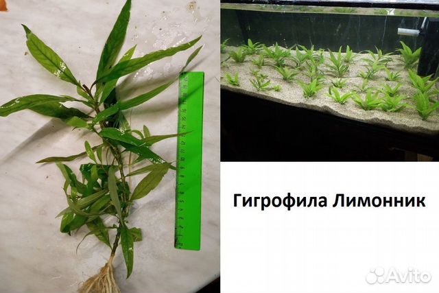 Аквариумные растения