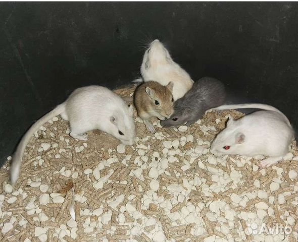 Цветные монгольские песчанки