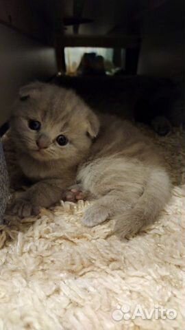 Британские котята