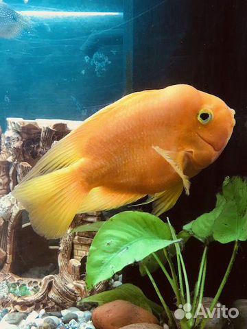 Цихлида попугай американский