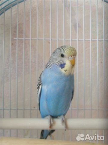 Волнистый попугай самка