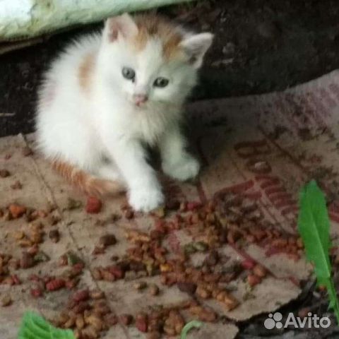 Помогите спасти котят