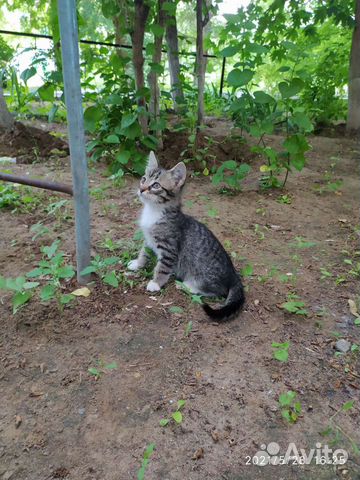 Котик в семью, 2,5 мес, озорной и чистый