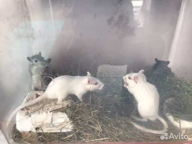 Монгольские песчанки