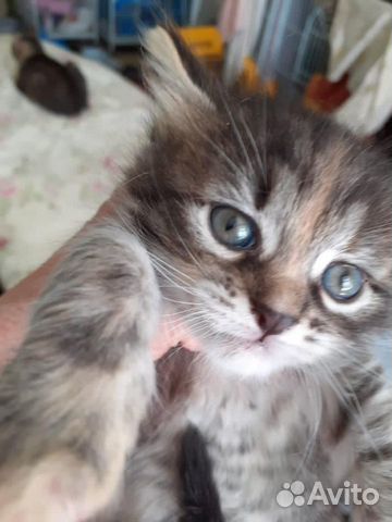Котенок Шаня