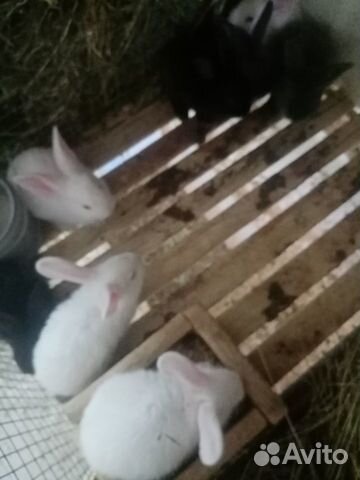 Кролики великаны