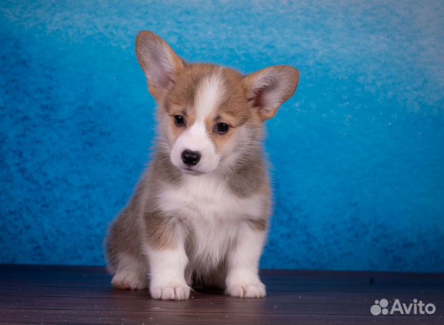 Щенки вельш корги пемброка