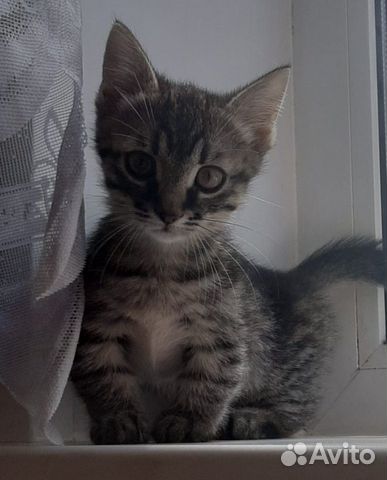 Котик Манчкин