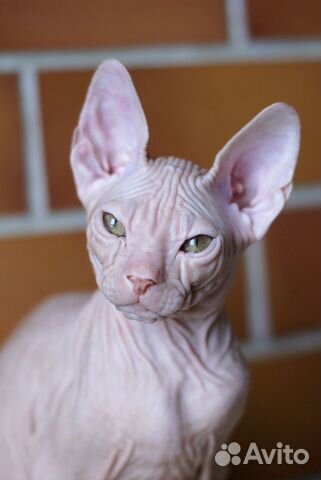 Котята Донского сфинкса