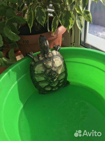 Красноухая черепаха с аквариумом