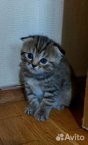 Шотландские вислоухие котята