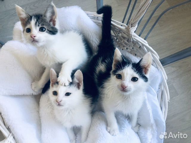 Котенок в добрые руки (1,5 месяца)