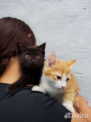 Котёнок Кошечка