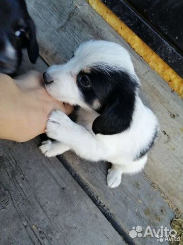 Щенки русского спаниеля