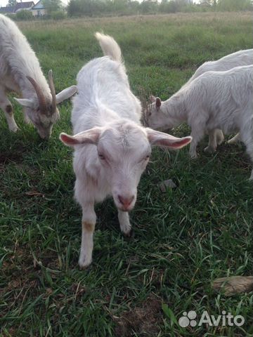 Коза доиная,козел 2летнии.козлята4 2и3месячные