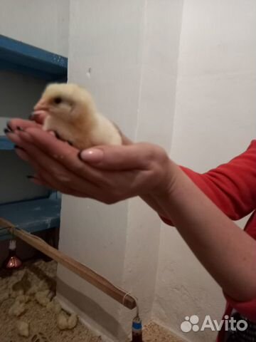 Цыплята бройлеры