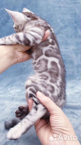Бенгальские котята (серебро, снег, золото)