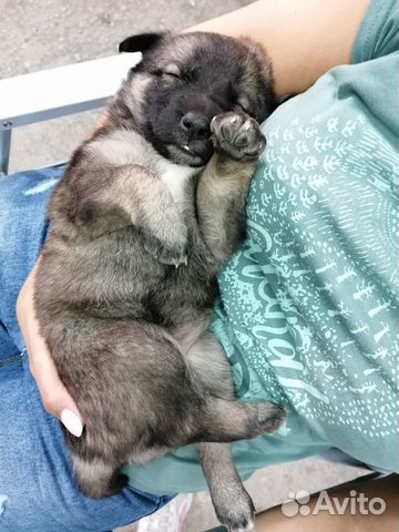 Отдам в добрые руки ласковую девочку
