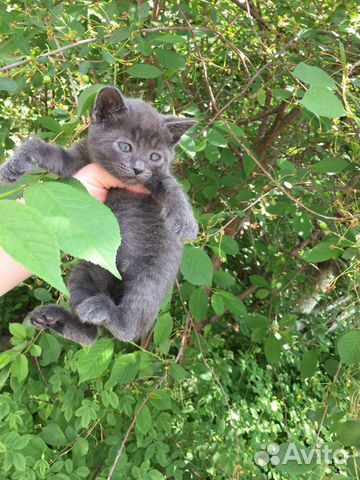 Чудо котята, от британской кошки