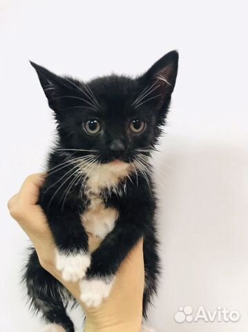 Котятенок в добрые ручки