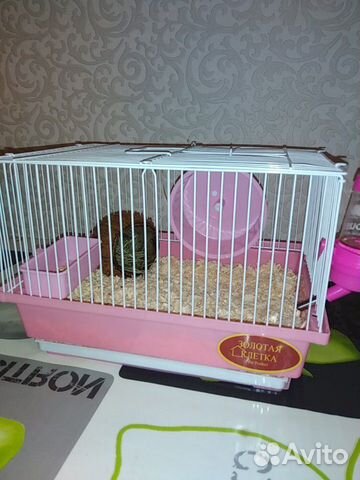 Хомяк с клеткой