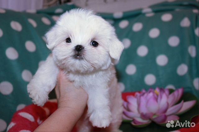 Очень красивый миниатюрный мальчик мальтезе 2,5 м