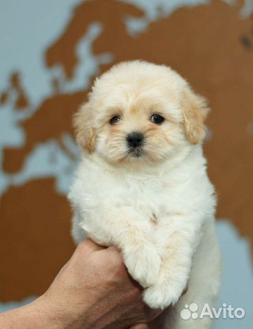 Мальтипу Корея мальчики братики