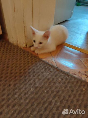 Котята 3 месяца