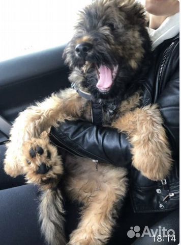 Метис эрдельтерьера 4мес активный