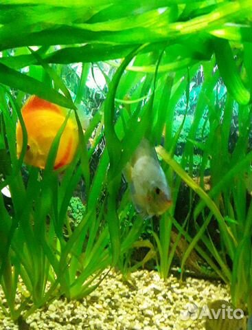 Валлиснерия гигантская